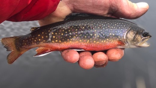 The Fish at The Rolling J Ranch