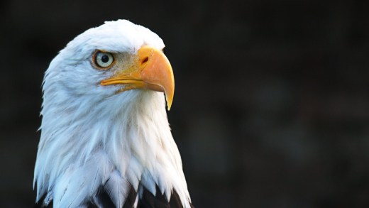 The Wildlife at The Rolling J Ranch