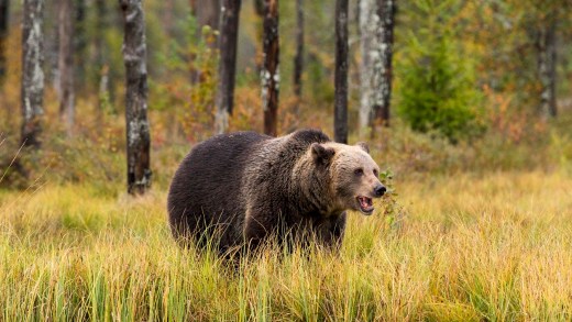 The Wildlife at The Rolling J Ranch