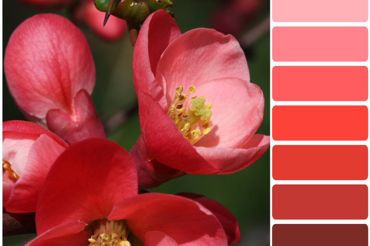 how to turn dark pink into red