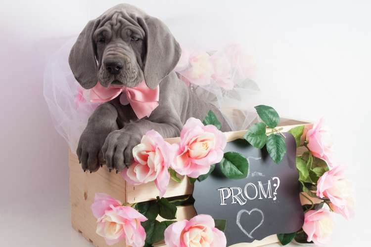 Prom Poster Ideas | Instant 'Yes' Ideas for 2025 | Classpop!