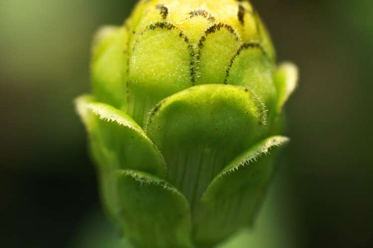 Macro Photography | Guide for 2025 | Classpop!
