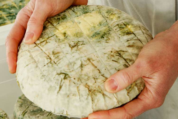 Blue Cheese | Guide for 2025 | Classpop!