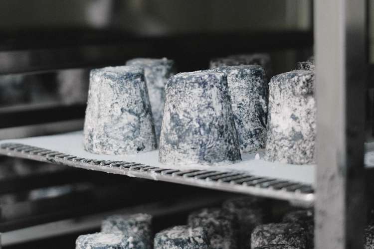 Blue Cheese | Guide for 2025 | Classpop!
