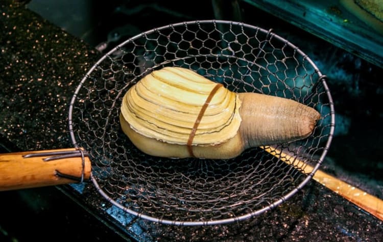 Culinary Guide to Geoduck | Cozymeal