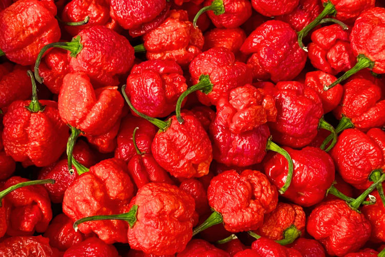 Culinary Guide to Carolina Reaper Peppers | Cozymeal