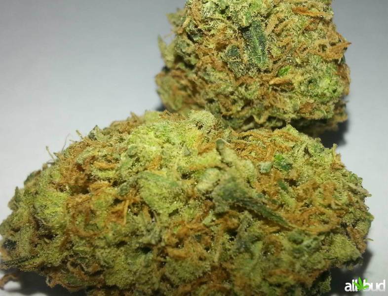 Agent Orange | Marijuana Strain Reviews | AllBud