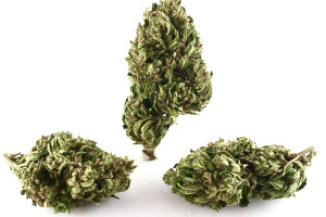 Ancient OG | Marijuana Strain Reviews | AllBud