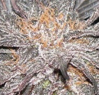 Purple Killer | Marijuana Strain Reviews | AllBud