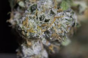 White Fire | Marijuana Strain Reviews | AllBud