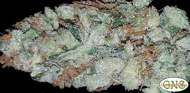 Jesus OG | Marijuana Strain Reviews | AllBud