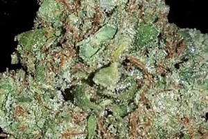 AK-48 | Marijuana Strain Reviews | AllBud