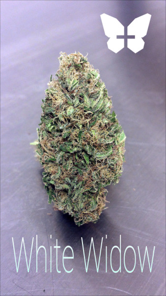 White Widow | Marijuana Strain Reviews | AllBud