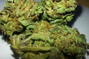 Chiesel | Marijuana Strain Reviews | AllBud
