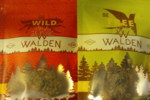 Red Congolese | Marijuana Strain Reviews | AllBud