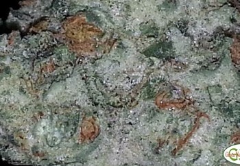 Jamaican Lambs Bread | Marijuana Strain Reviews | AllBud