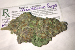 Mendocino Purps | Marijuana Strain Reviews | AllBud