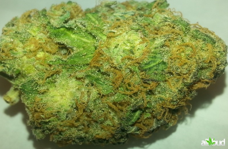 Purple Chemdawg | Marijuana Strain Reviews | AllBud Purple Chemdawg | Marijuana Strain Reviews | AllBud
