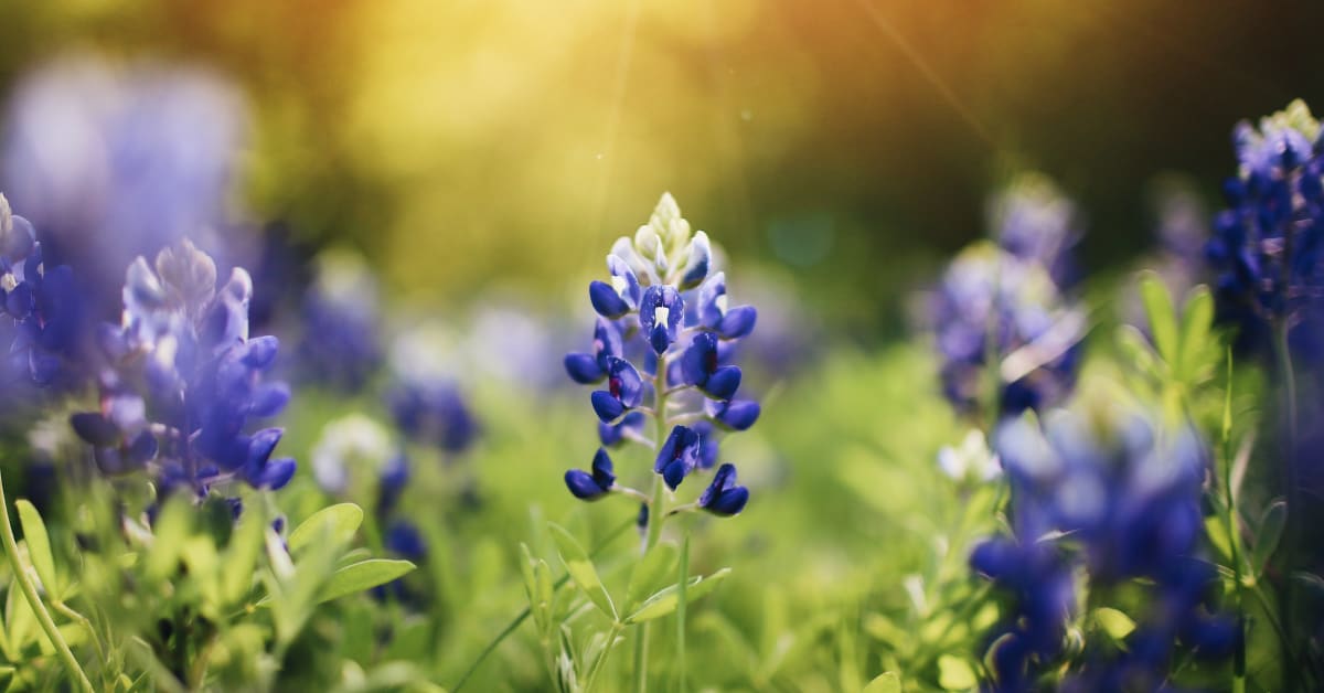 The LIBRE Initiative Action