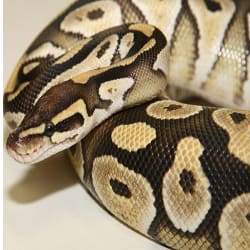 FinditQuiz | Addictive Picture Quiz