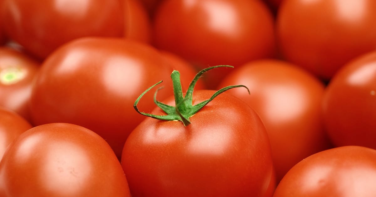 Tomater - 8 saker du inte vet om tomaten | ICA