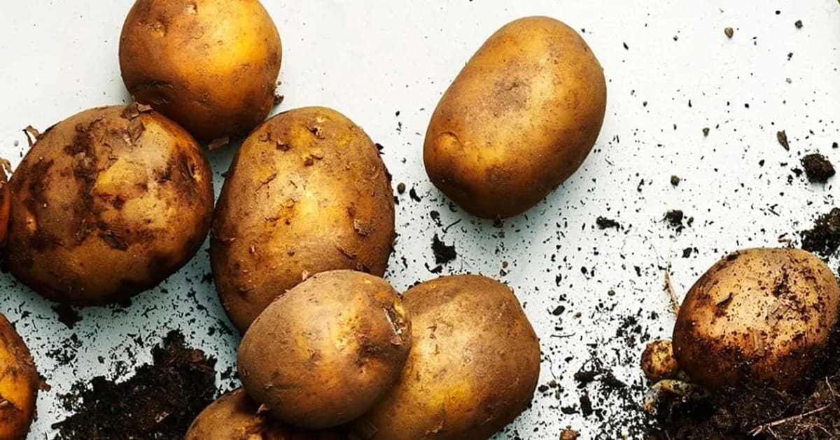 Allt om potatis | ICA