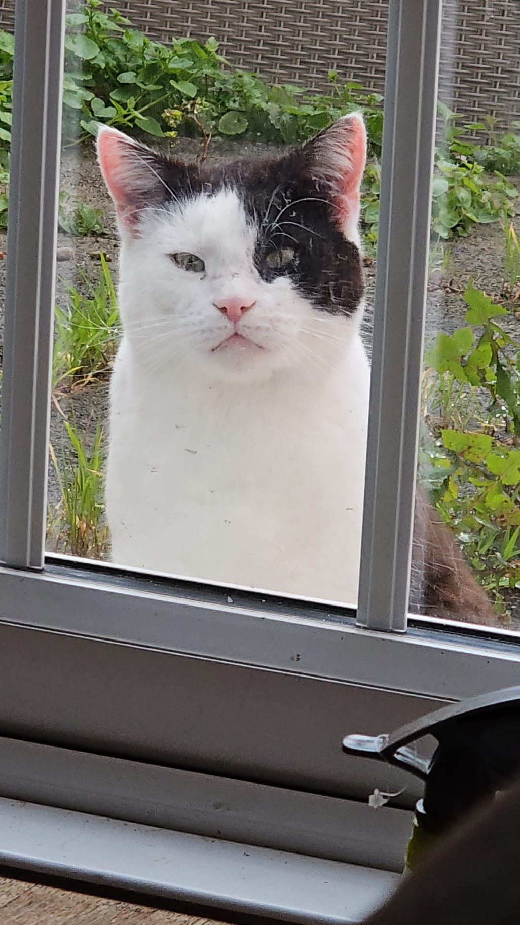 Cat missing in Solihull | identibase.co.uk