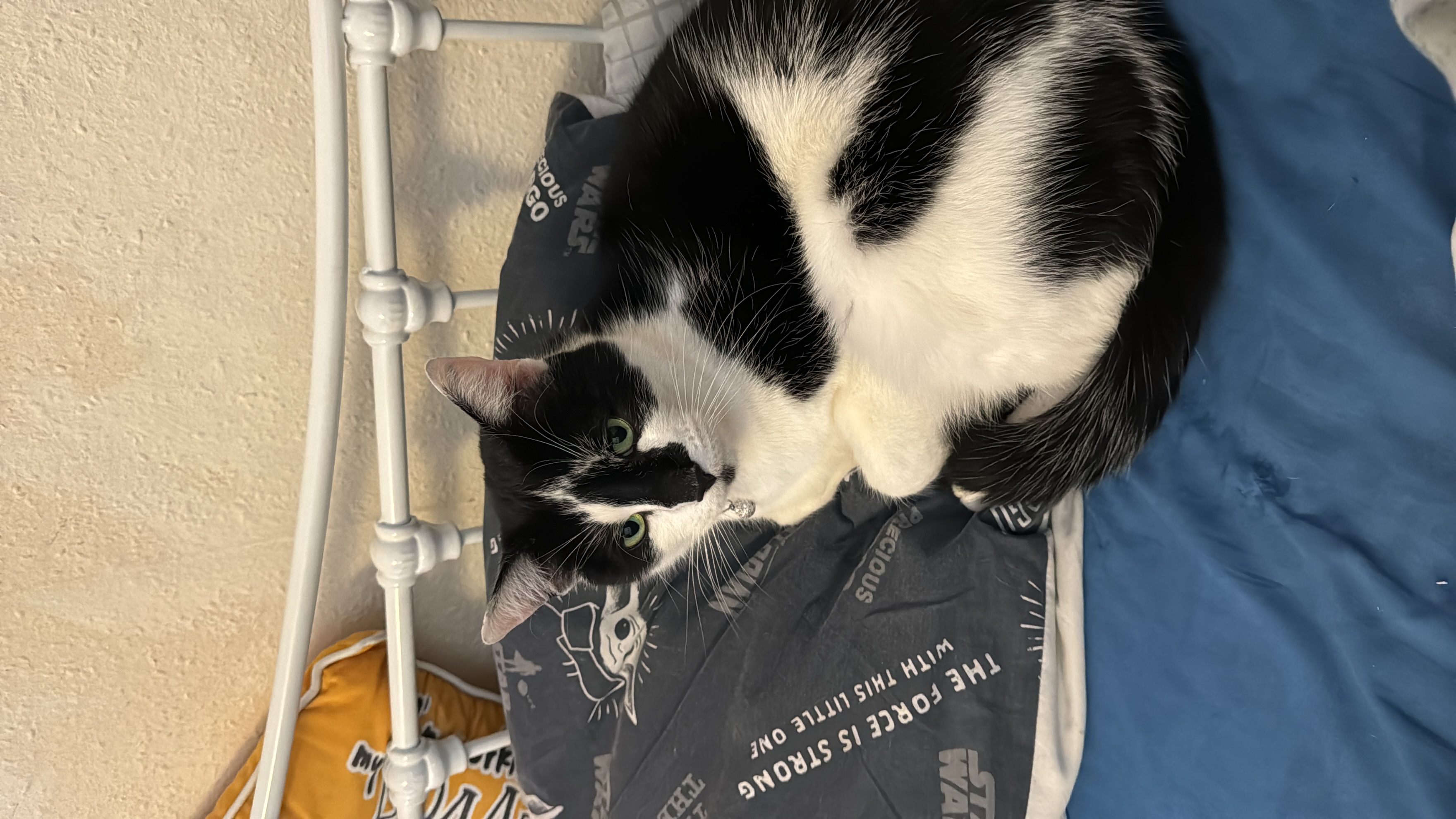 Cat missing in Witney | identibase.co.uk