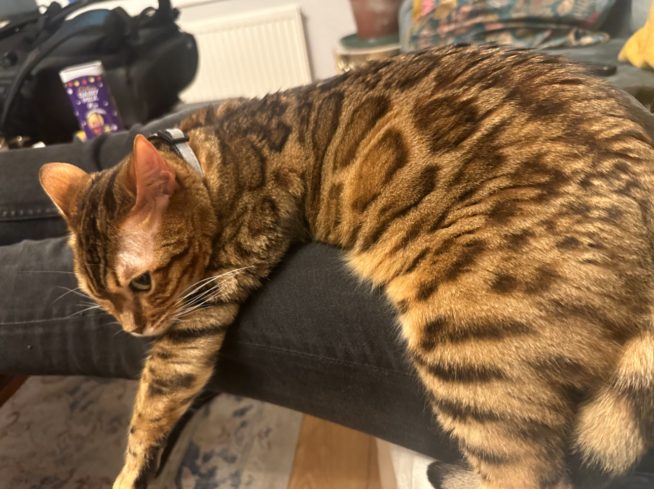 Cat missing in Chelmsford | identibase.co.uk