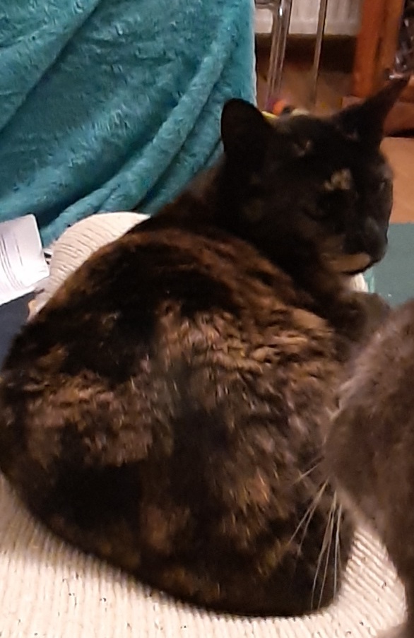 Cat missing in Calne | identibase.co.uk