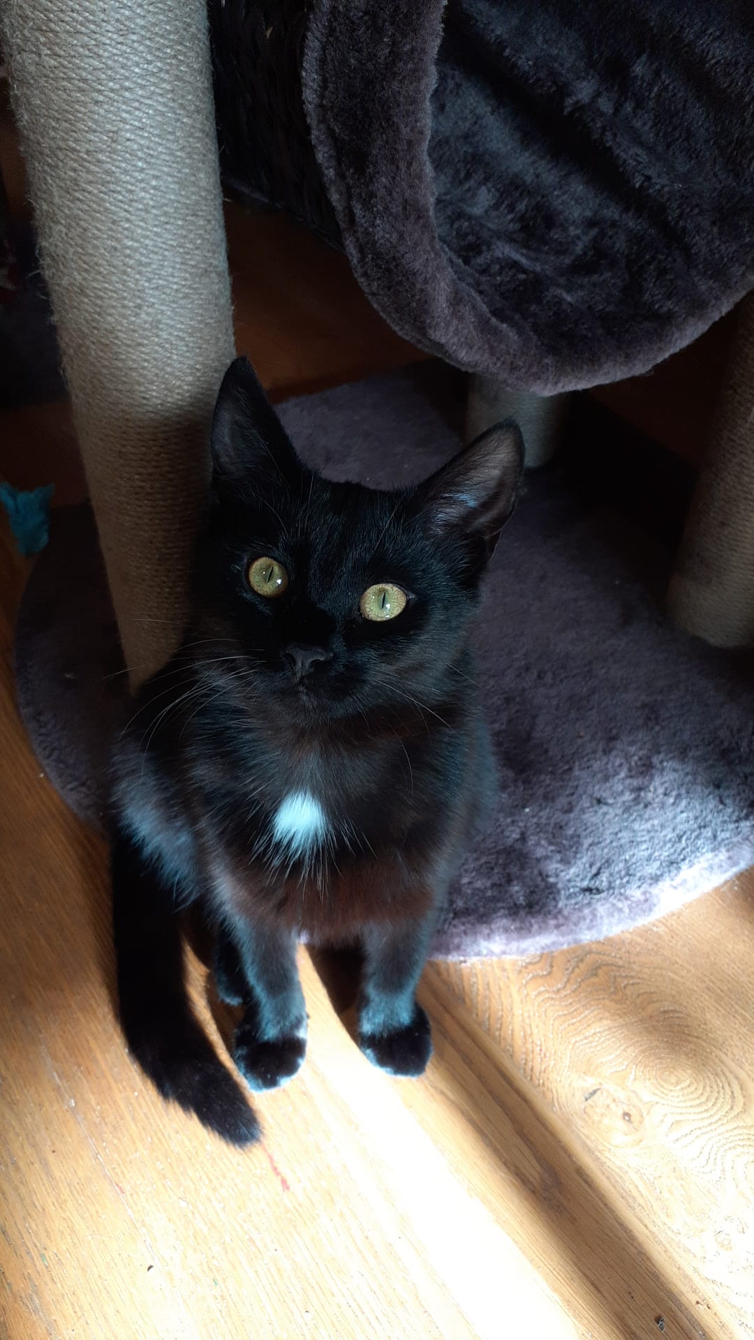 Cat missing in Kettering | identibase.co.uk