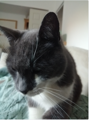 Cat missing in Margate | identibase.co.uk
