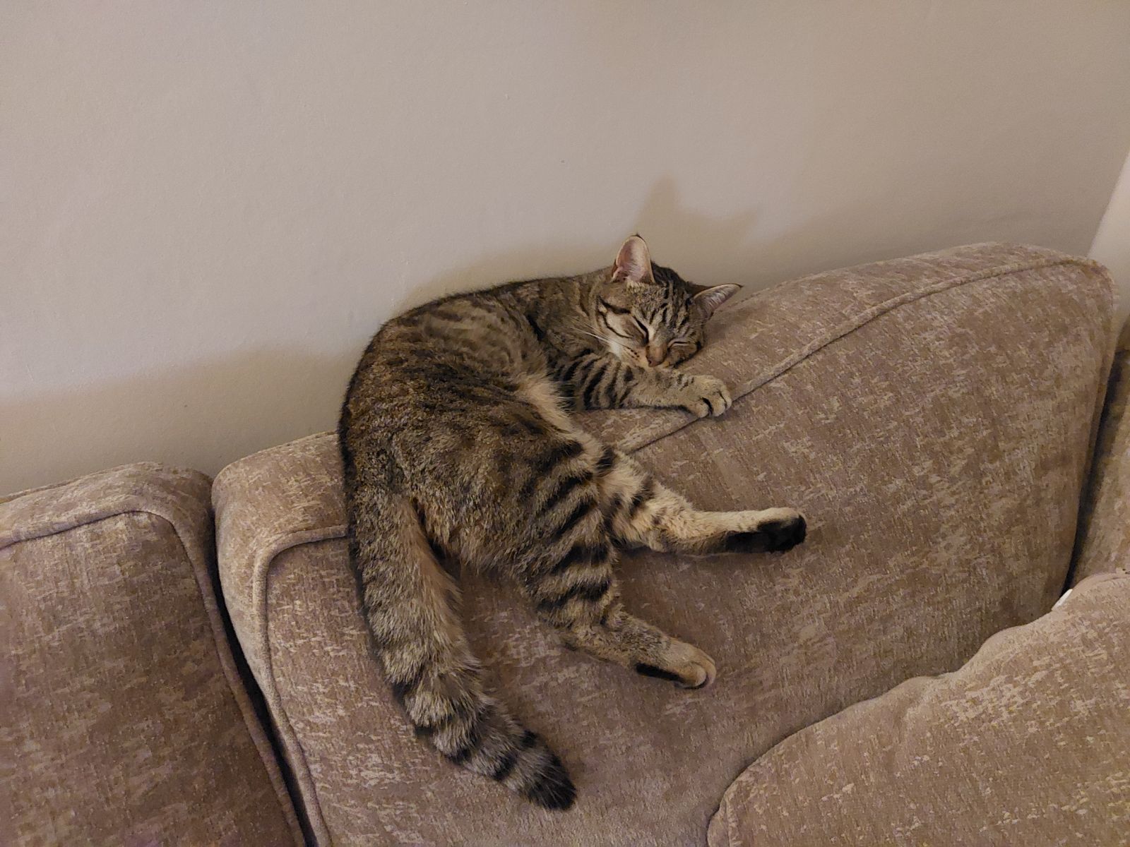 Cat missing in Bristol | identibase.co.uk