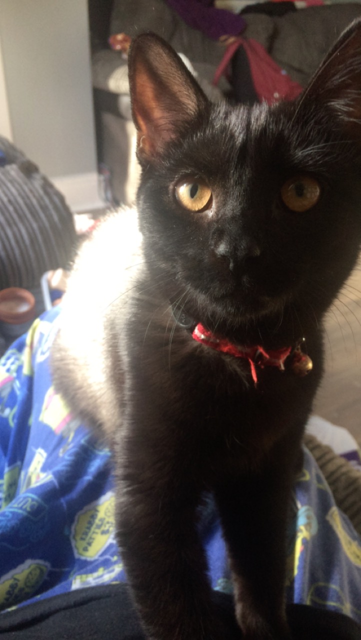 Cat missing in Halifax | identibase.co.uk