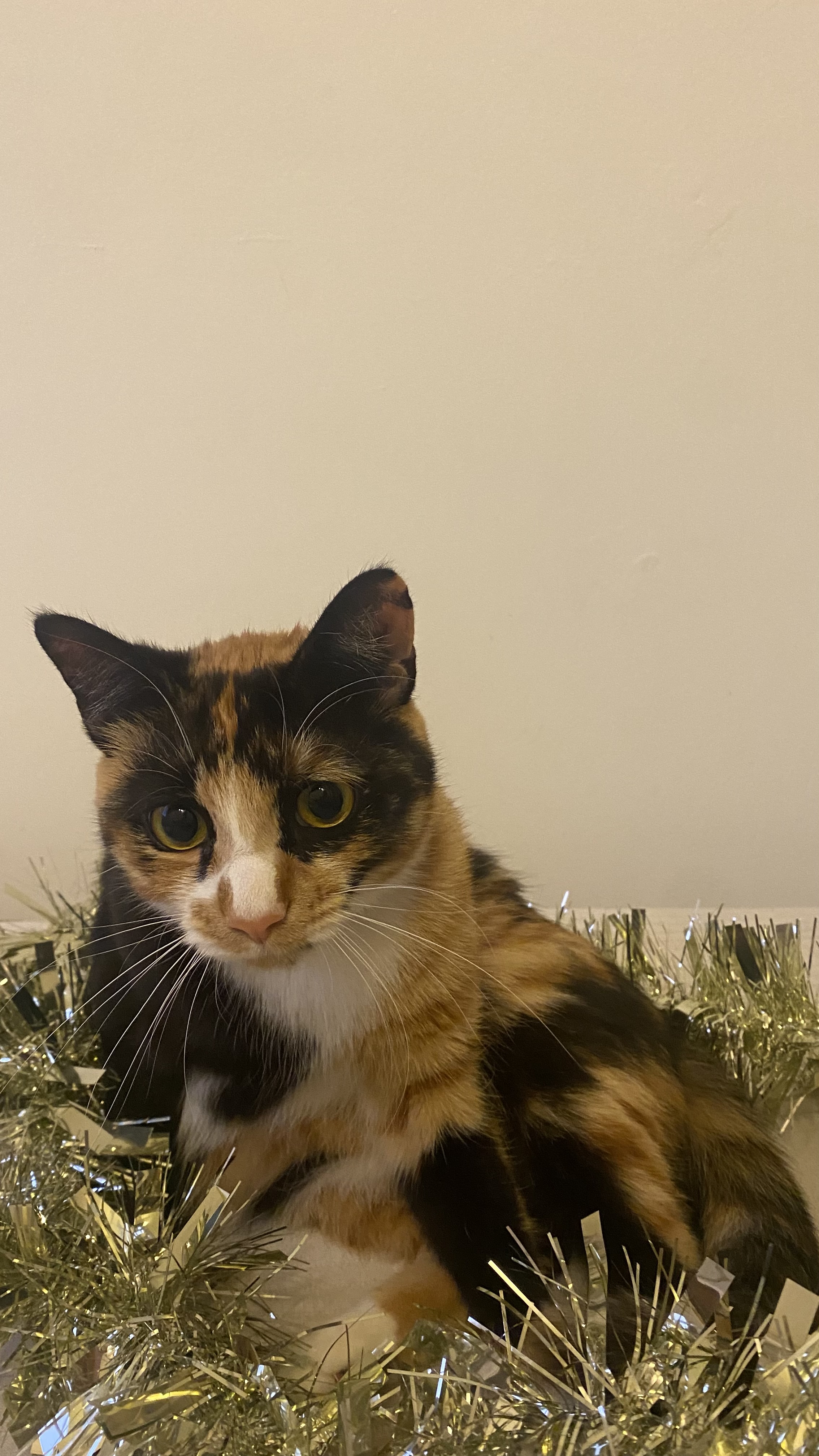 Cat missing in Slough | identibase.co.uk