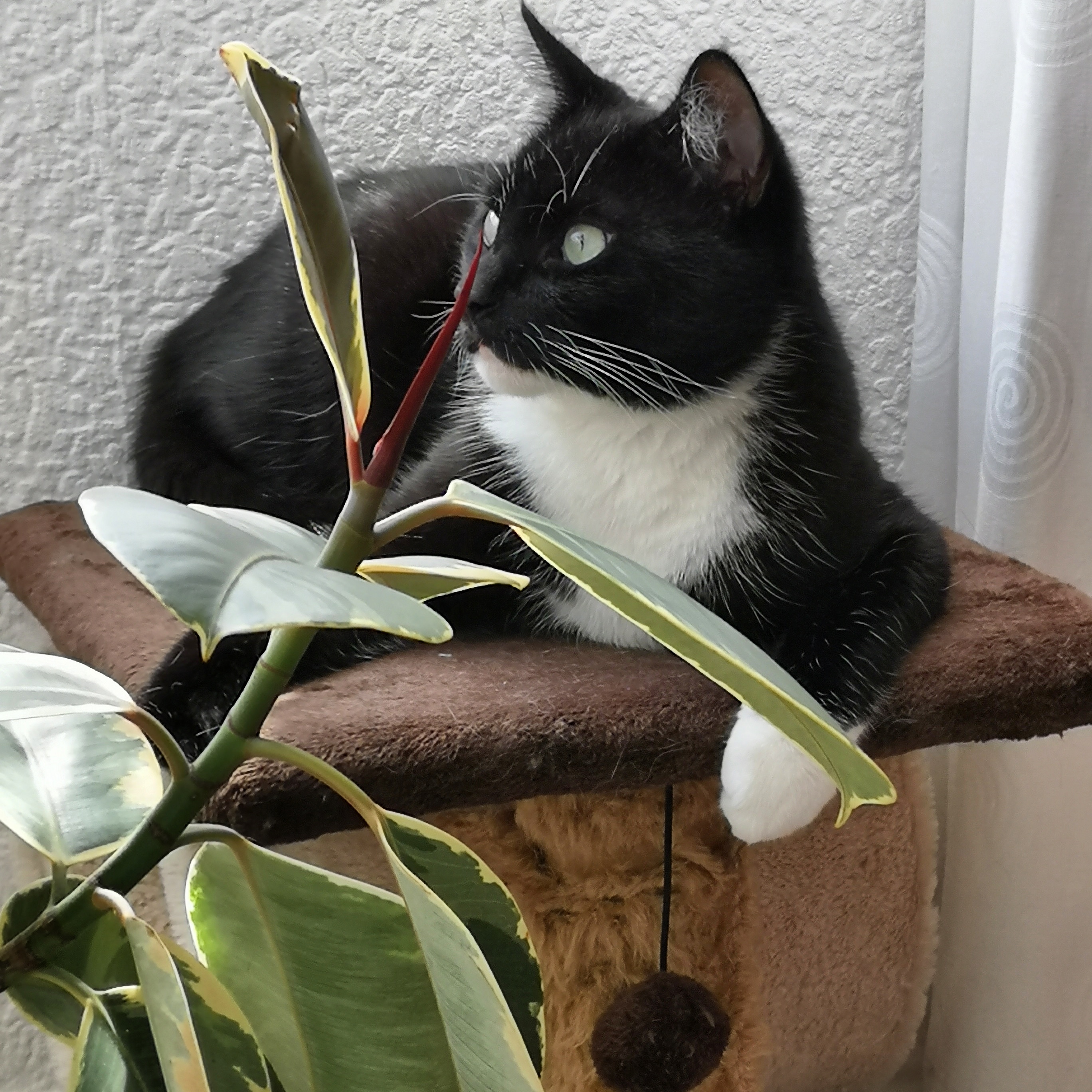 Cat missing in Scarborough | identibase.co.uk