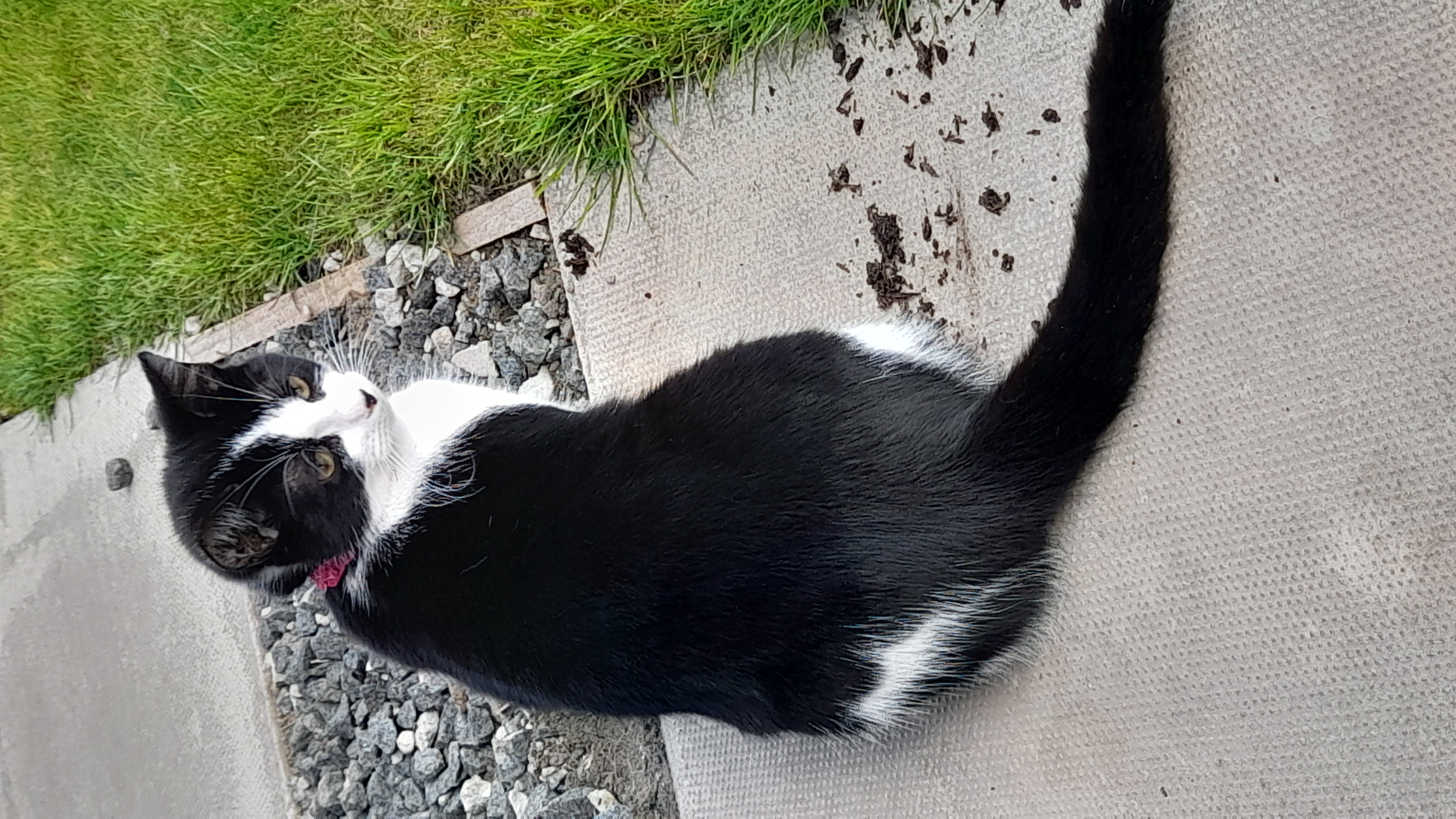 Cat missing in Bonnyrigg | identibase.co.uk