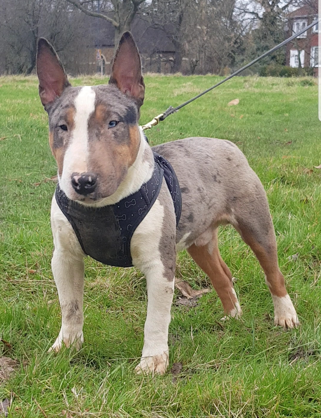 Dog missing in London | identibase.co.uk