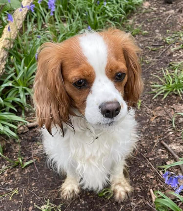 Dog missing in Sevenoaks | identibase.co.uk