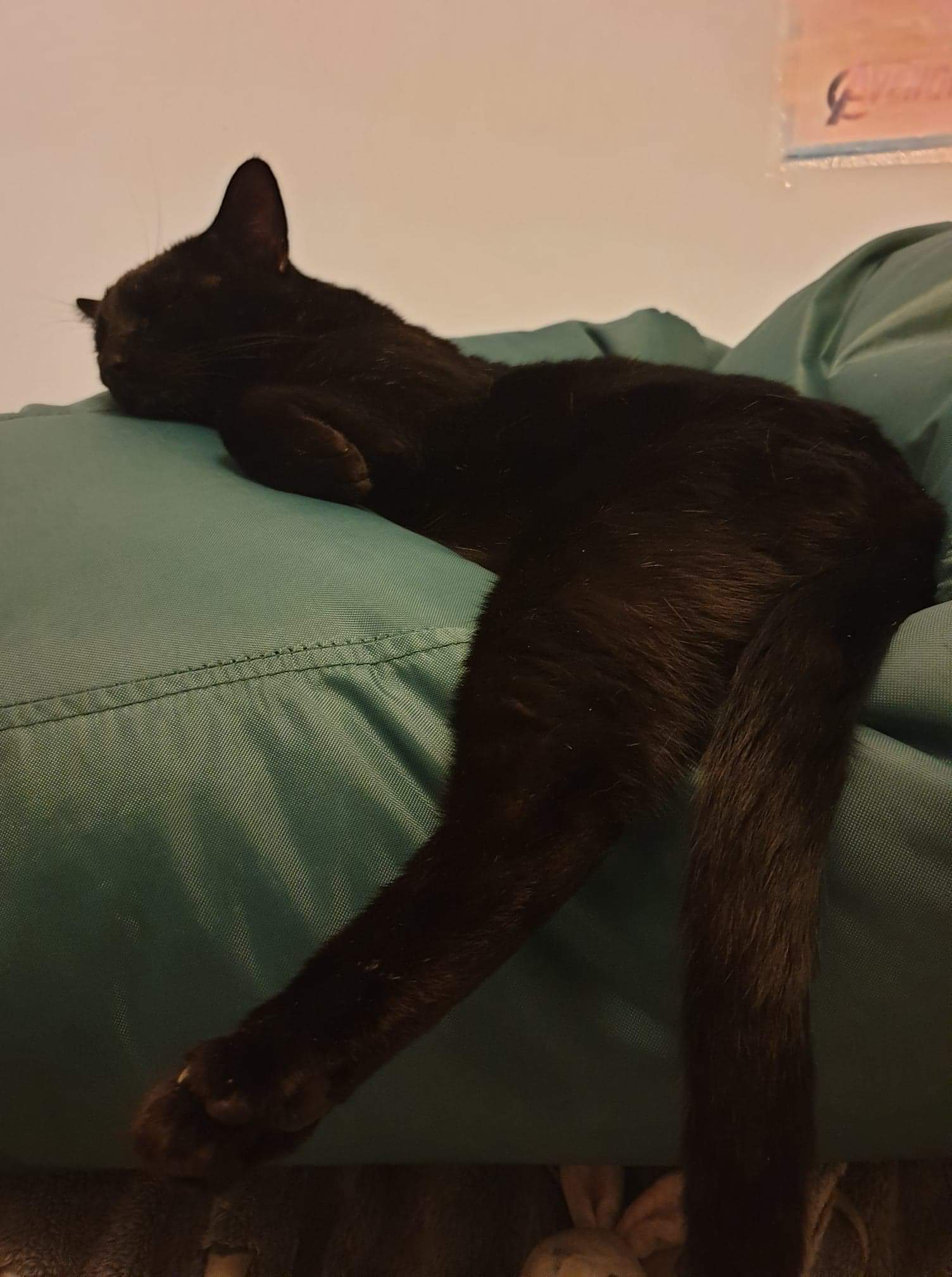 Cat missing in Winkleigh | identibase.co.uk