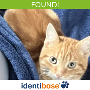 Cat missing | identibase.co.uk