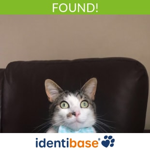 Cat missing | identibase.co.uk