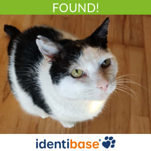 Cat missing | identibase.co.uk