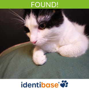 Cat missing | identibase.co.uk