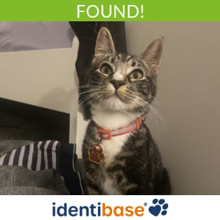 Cat missing in Milton Keynes | identibase.co.uk