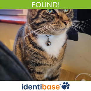 Cat missing | identibase.co.uk