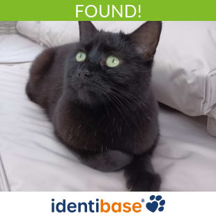 Cat missing | identibase.co.uk