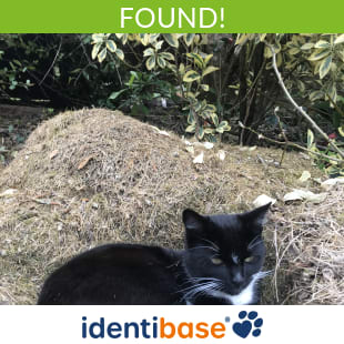 Cat missing | identibase.co.uk