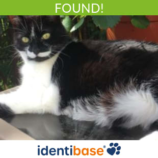 Cat missing | identibase.co.uk