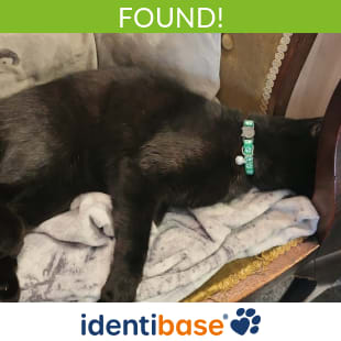 Cat missing | identibase.co.uk